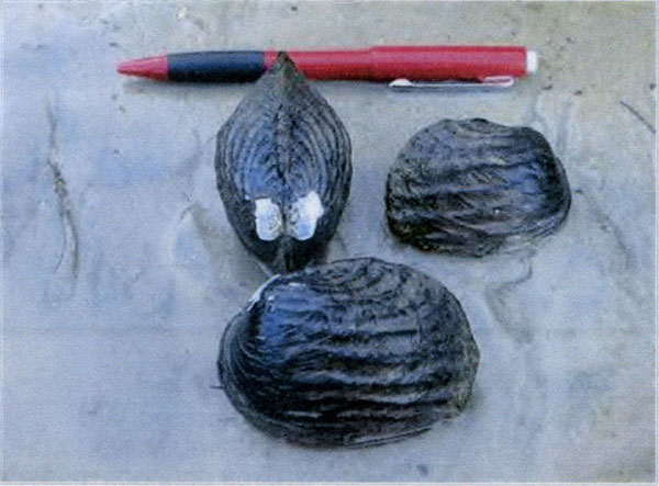 Mussels of Spring Creek | The Post-Searchlight