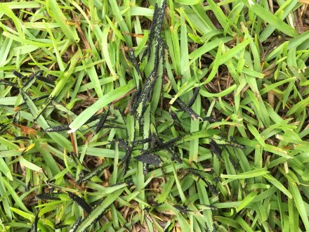 Strange patches on your grass? Could be slime mold | The Post-Searchlight