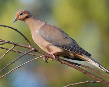 Dove season opens this Saturday, Sept. 1 | The Post-Searchlight
