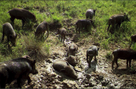 Feral hogs continue to invade area farms | The Post-Searchlight