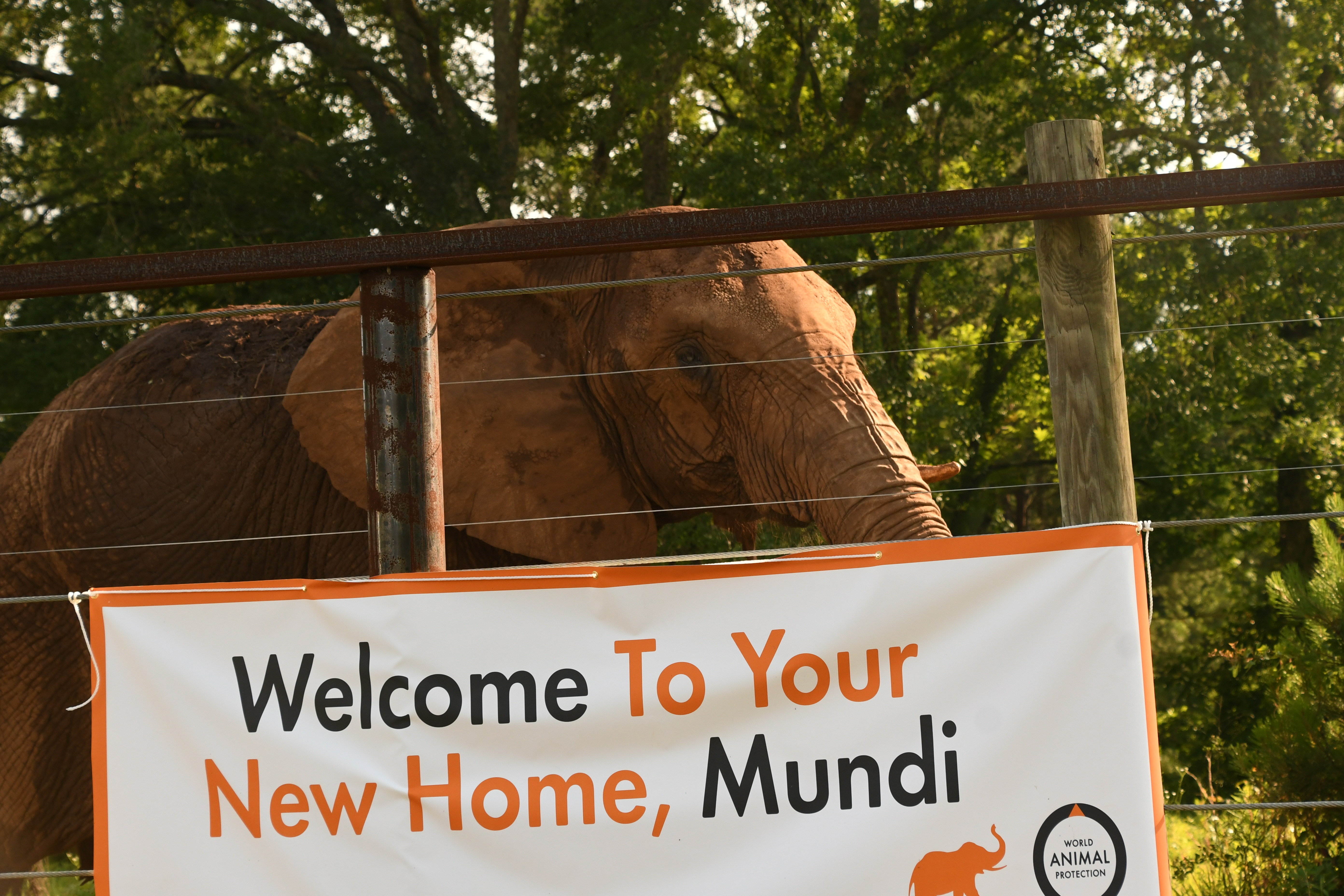 Elephant Aid International welcomes third elephant, Mundi | The Post ...
