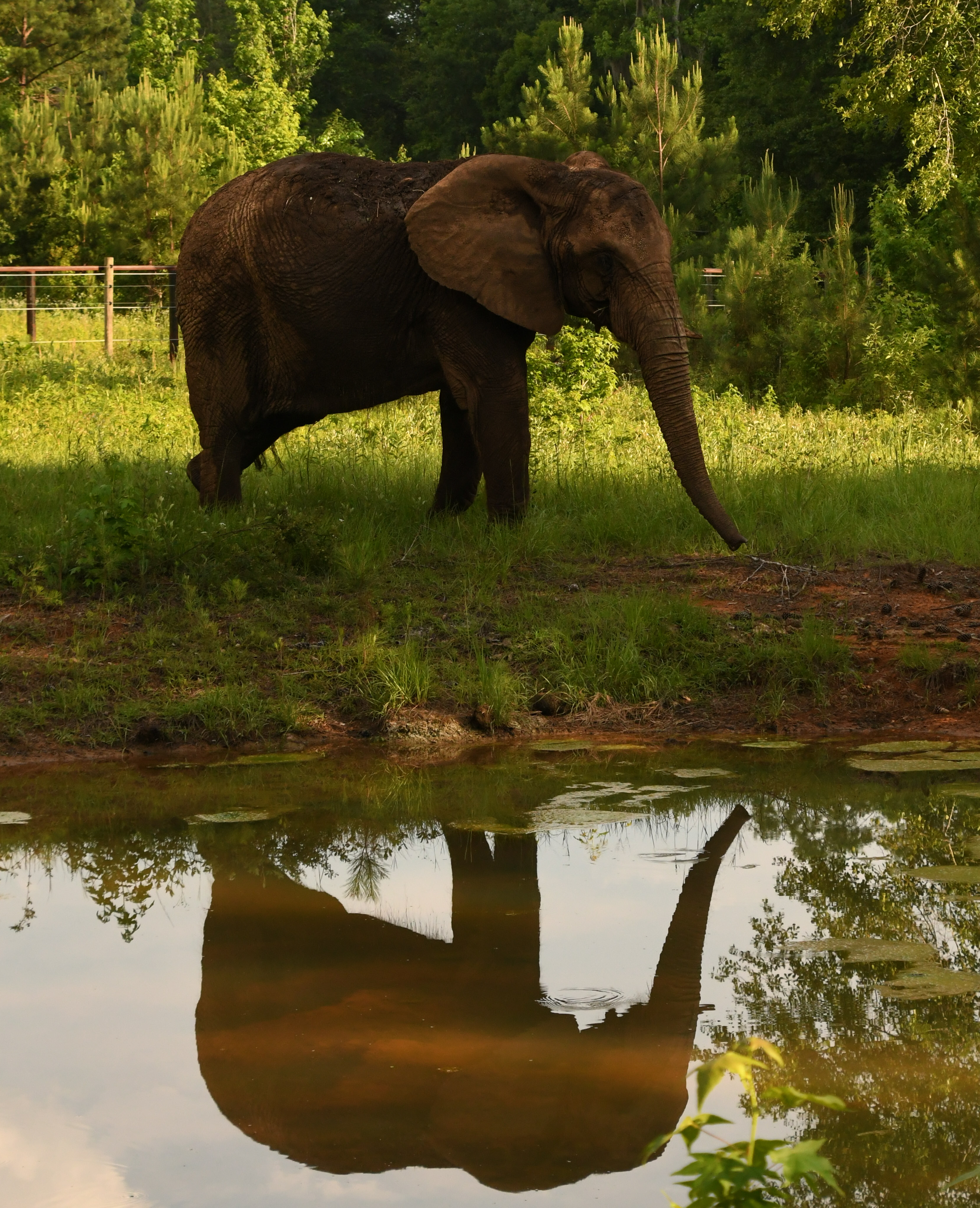 Elephant Aid International welcomes third elephant, Mundi | The Post ...