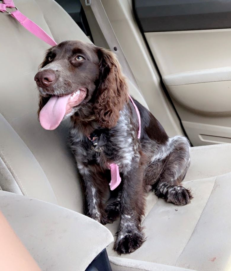 Pet of the Week (Ivy Anne) | The Post-Searchlight