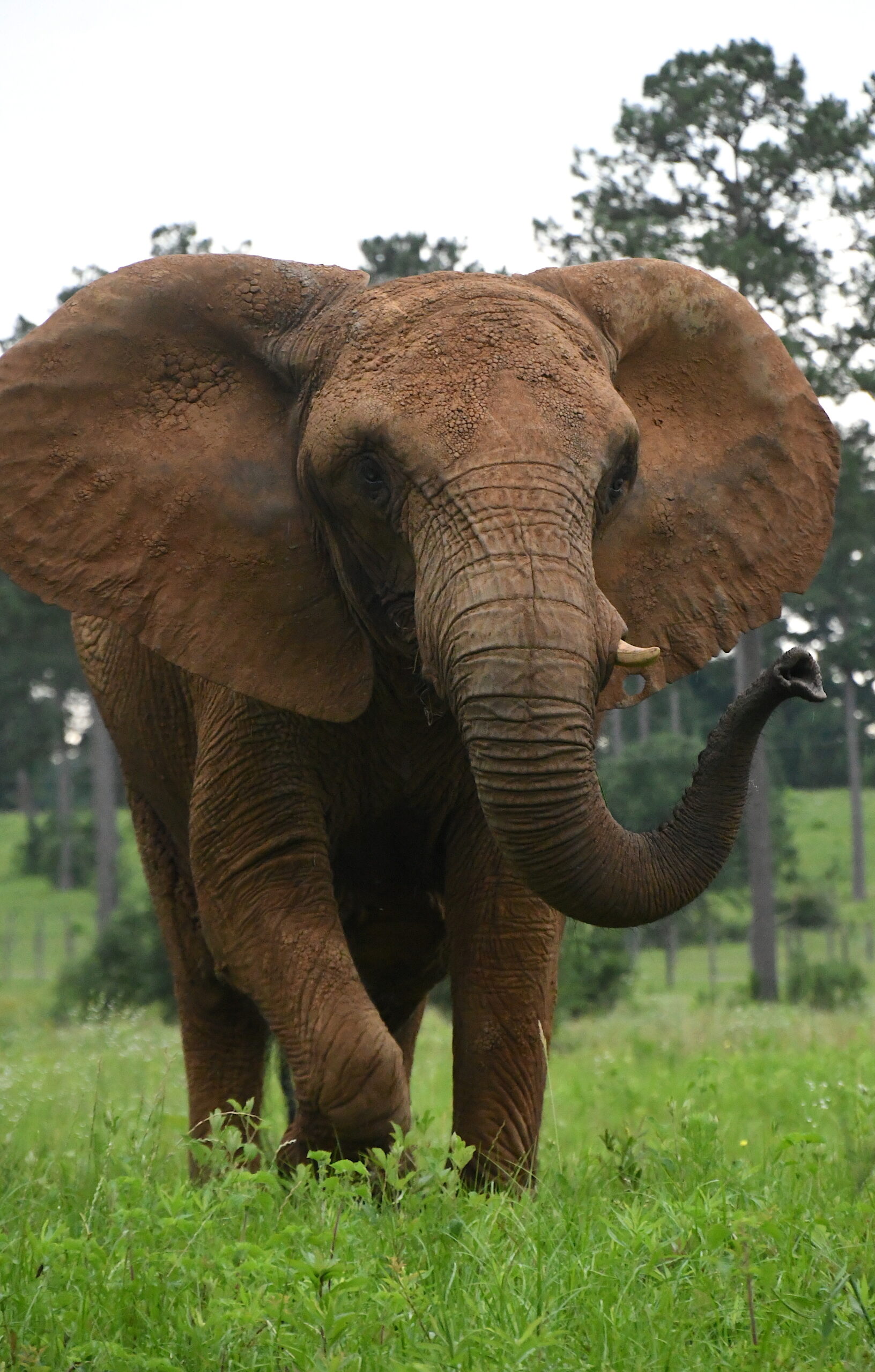 Mundi the elephant celebrates one year anniversary at Elephant Refuge ...